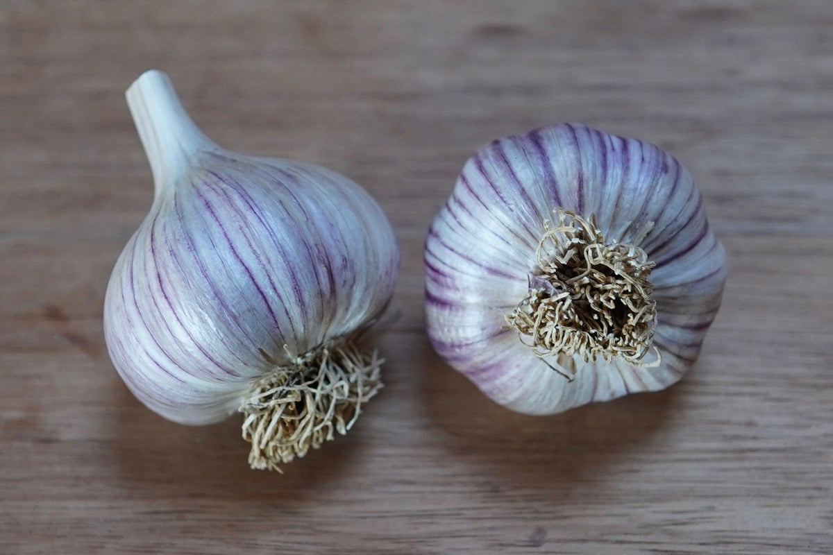 Shop Rocambole Seed Garlic – Deschutes Canyon Garlic