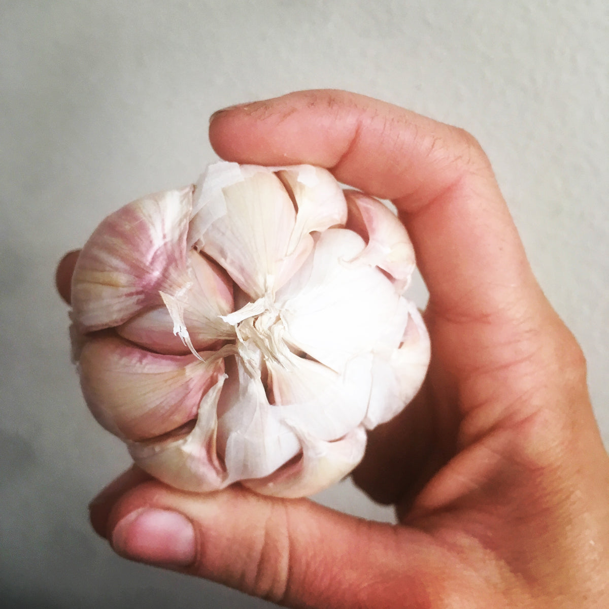 Deschutes Canyon Garlic - Organic Seed Garlic Farm in Terrebon, Oregon
